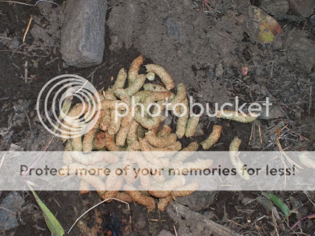 What Kind of poop is this? | Page 3 | Archery Talk Forum